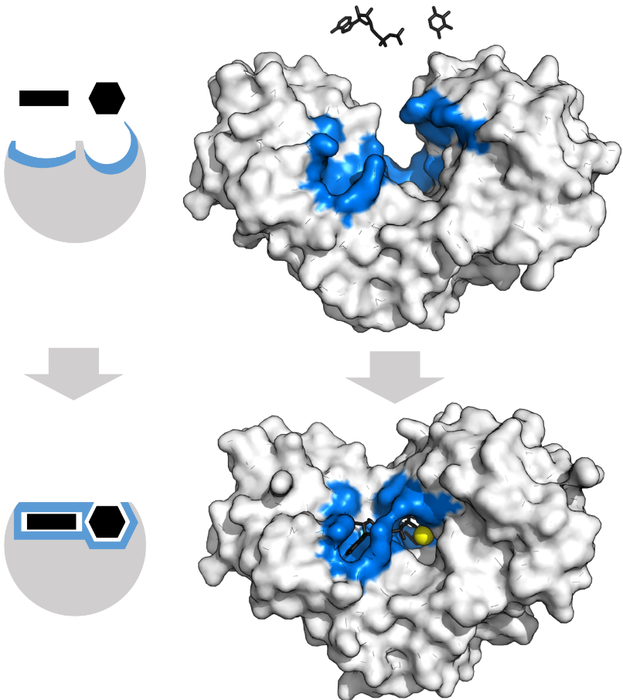 CINÉTICA ENZIMÁTICA :: Biohelpmate