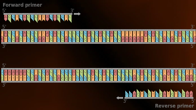 OS INICIADORES CHAMADOS PRIMERS :: Biohelpmate